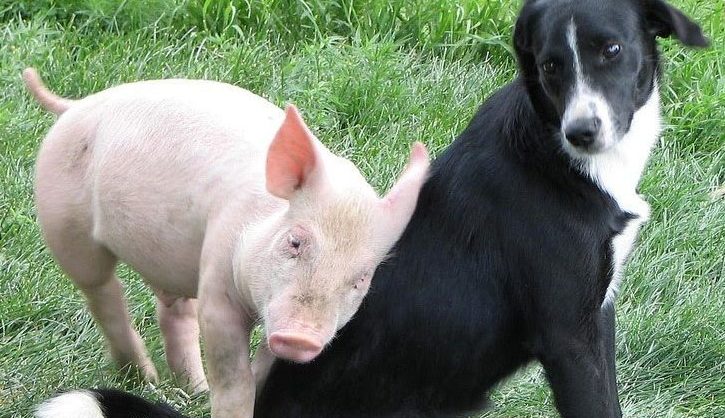Having Compassion for All Animals – Peace Fur Paws